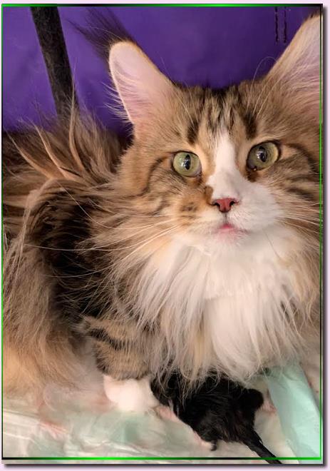 Maine Coon Cats Females - Georgia, South Carolina